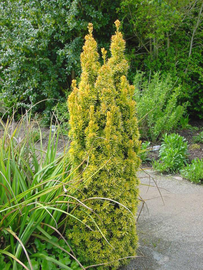 David Golden Yew Trees For Sale | The Tree Center