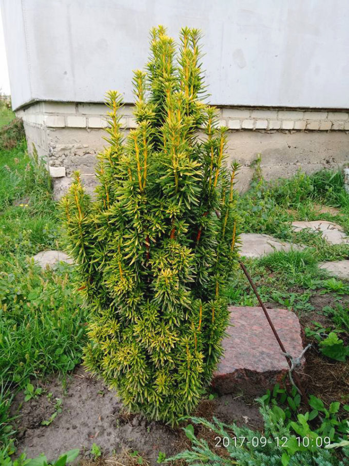 David Golden Yew Trees For Sale | The Tree Center