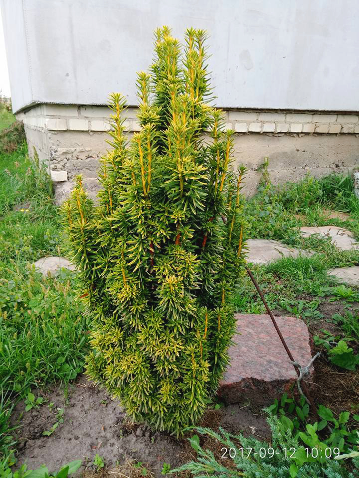 David Golden Yew Trees For Sale | The Tree Center