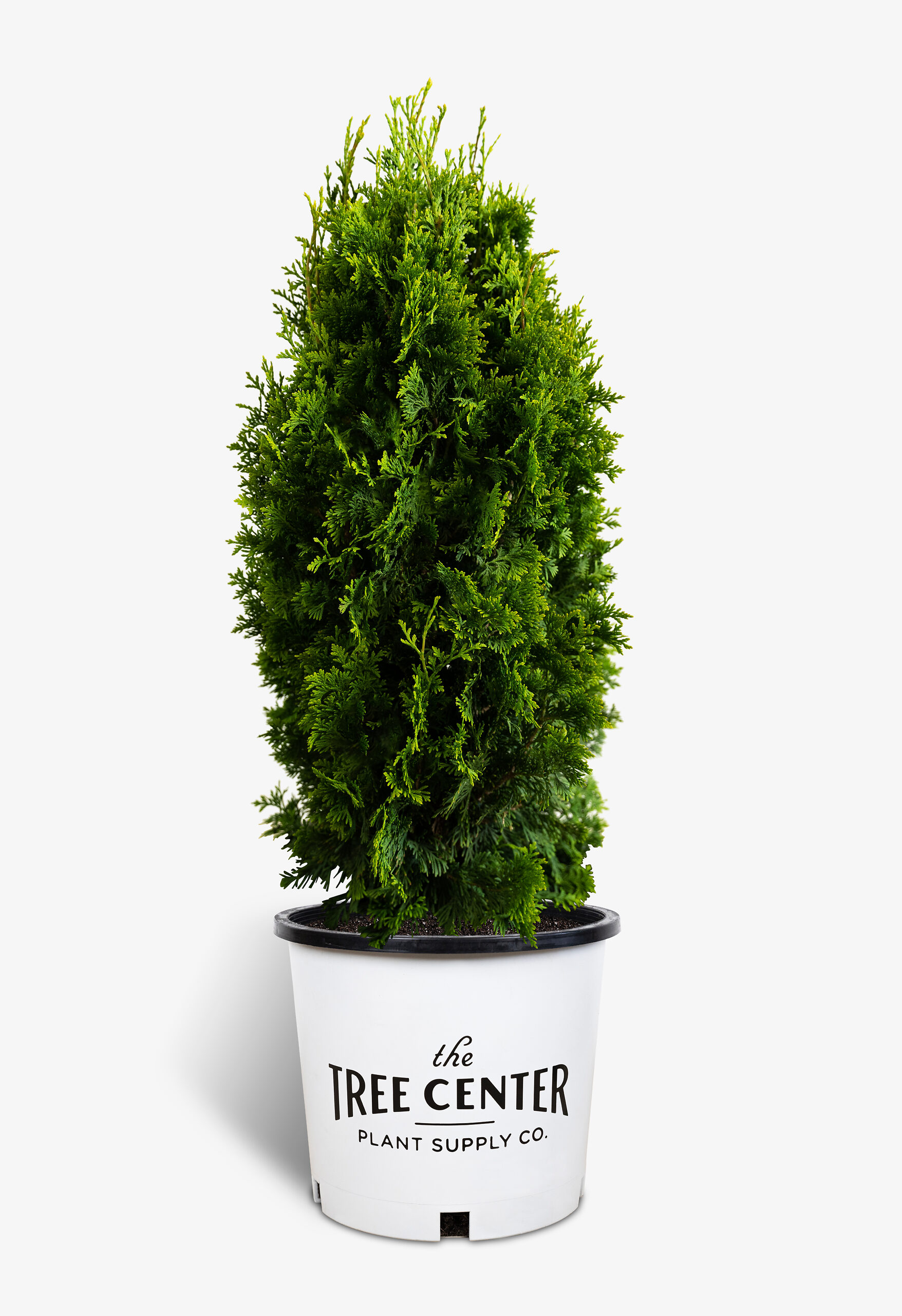 DeGroots Spire Arborvitae | The Tree Center