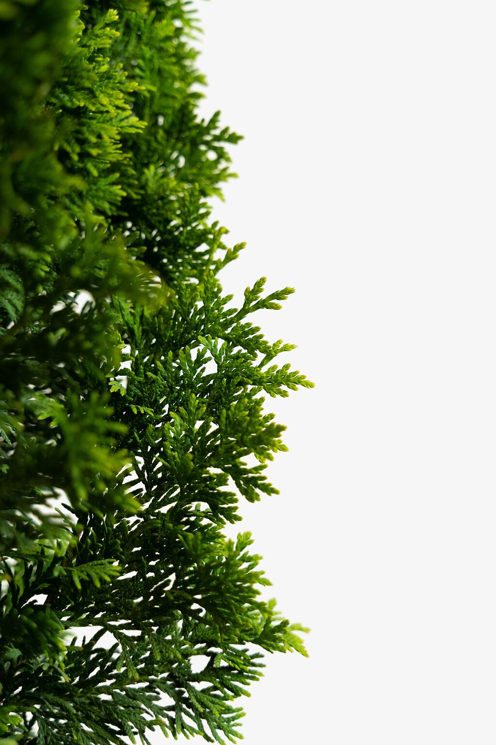 DeGroots Spire Arborvitae | The Tree Center