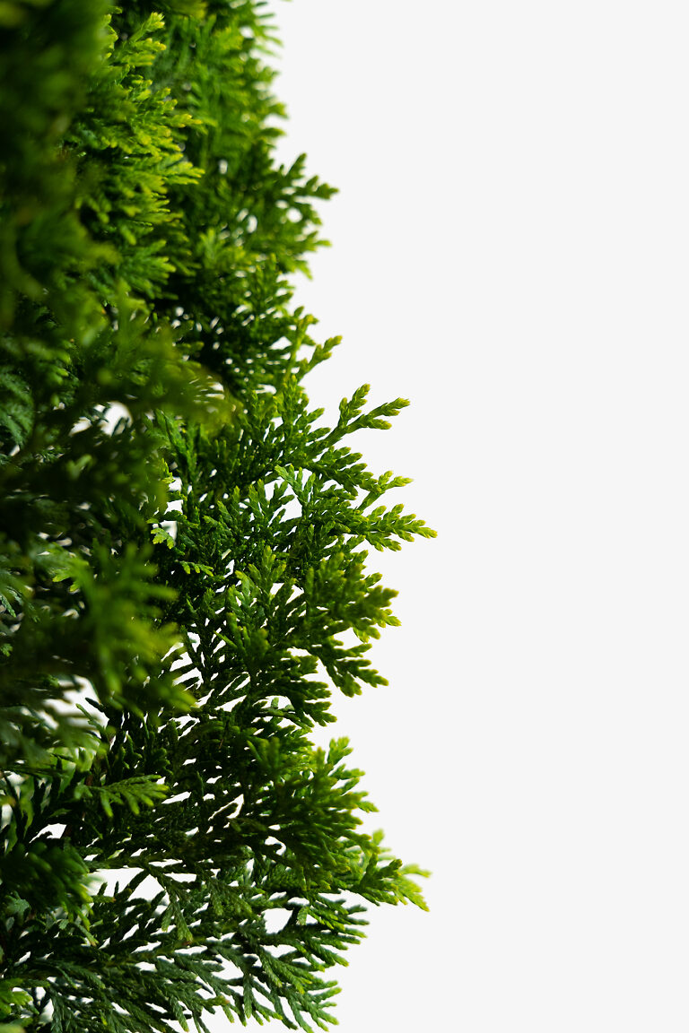 DeGroots Spire Arborvitae | The Tree Center