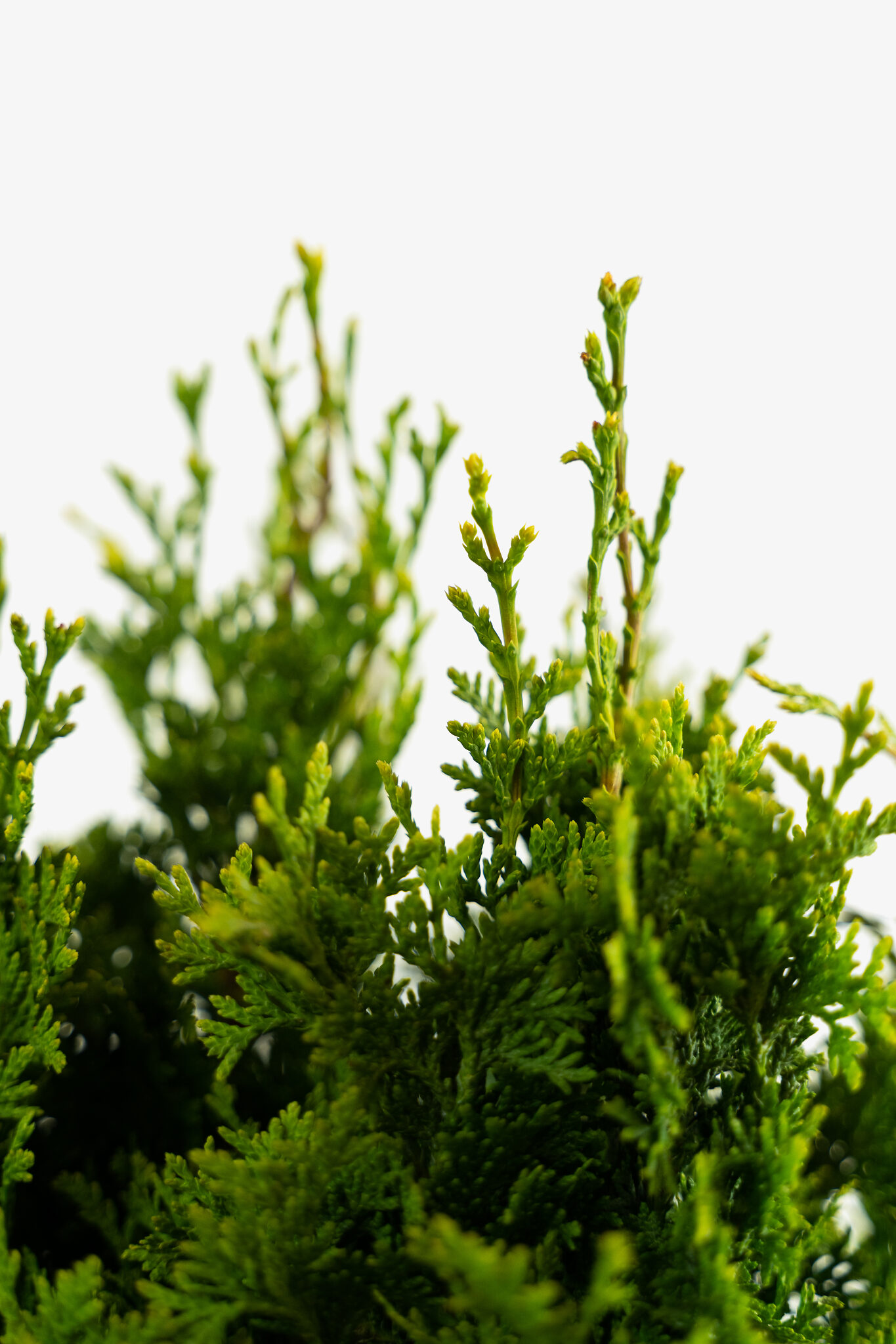 DeGroots Spire Arborvitae | The Tree Center