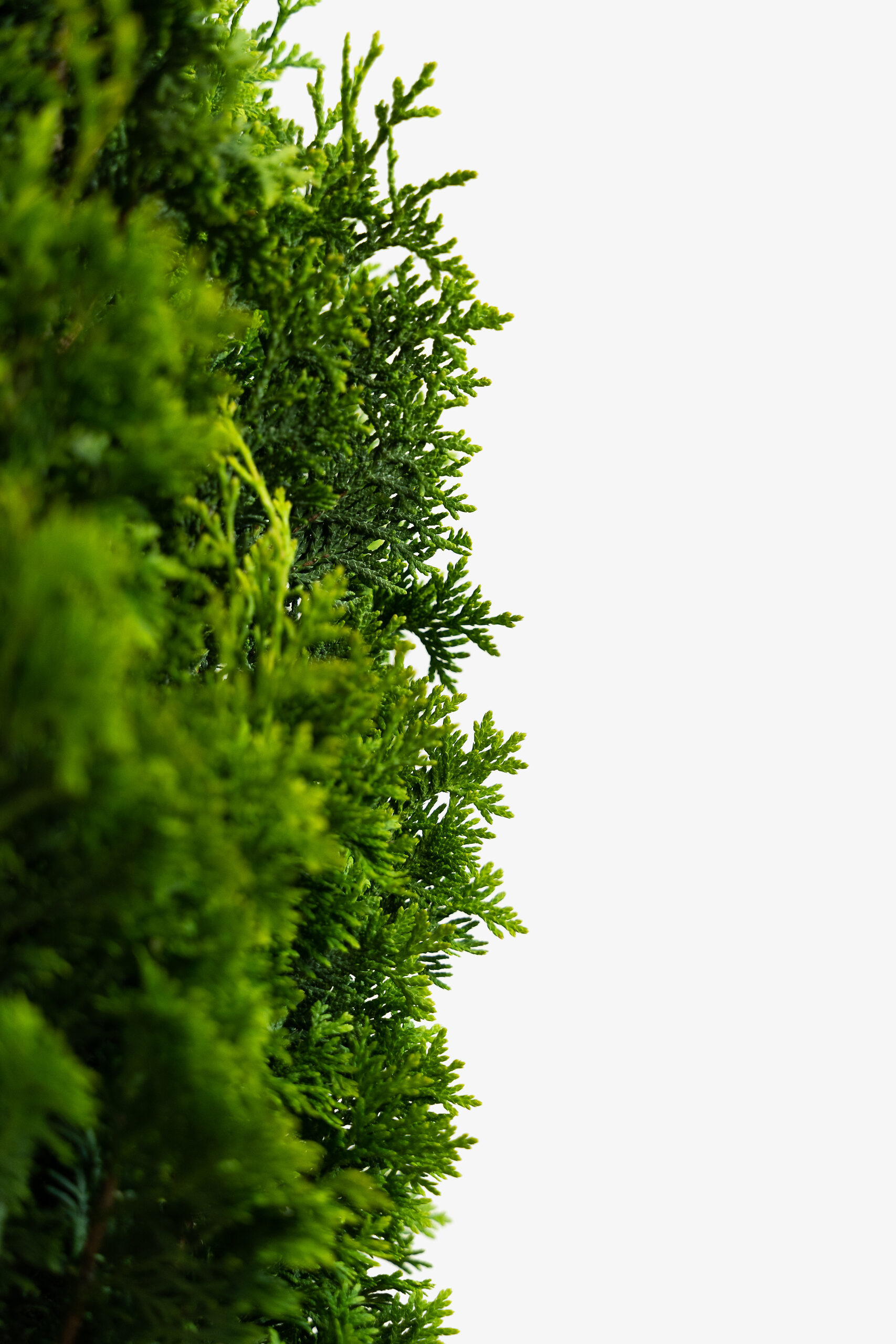 DeGroots Spire Arborvitae | The Tree Center