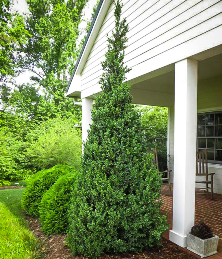 Dee Runk Boxwood For Sale Online | The Tree Center