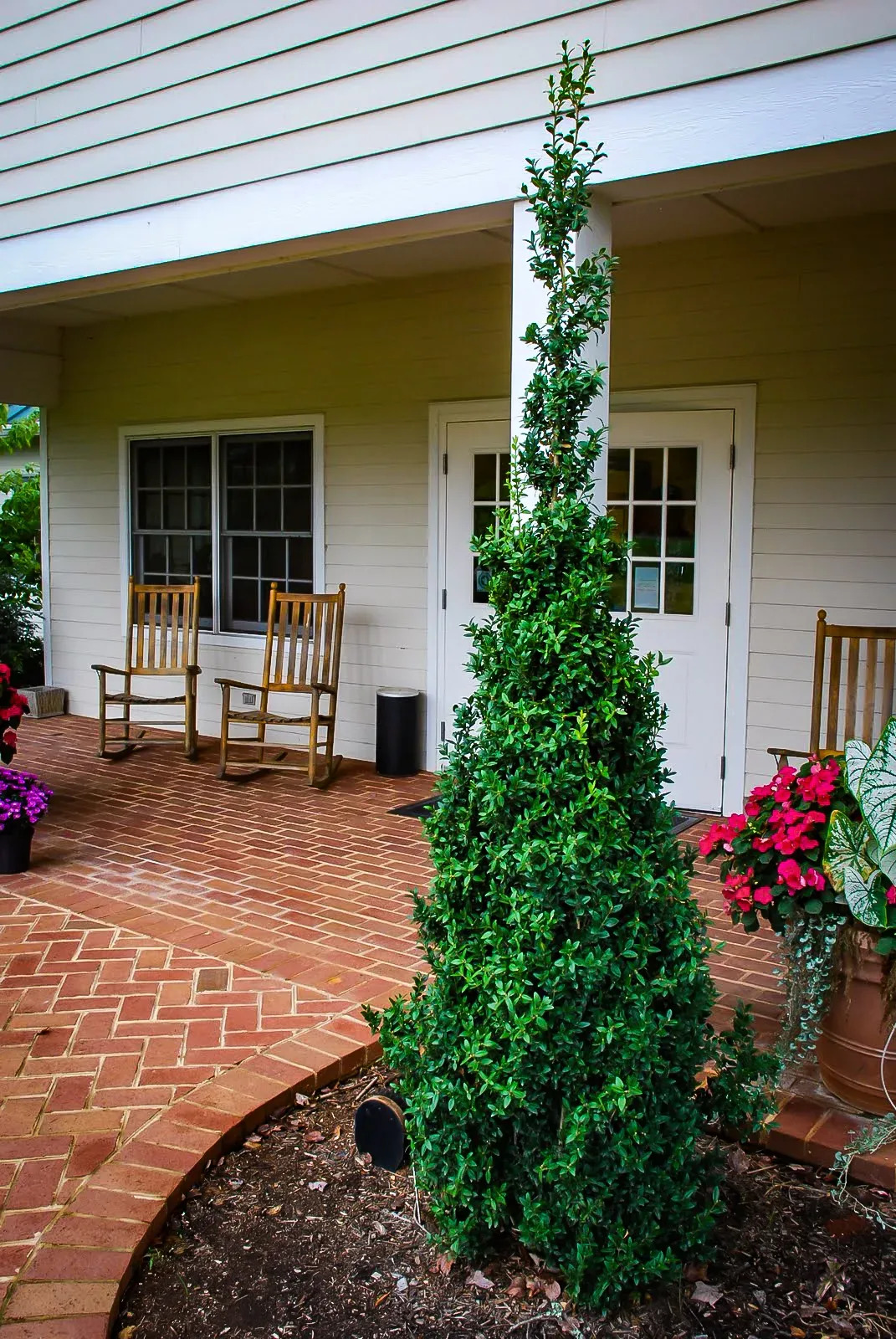 Dee Runk Boxwood For Sale Online | The Tree Center