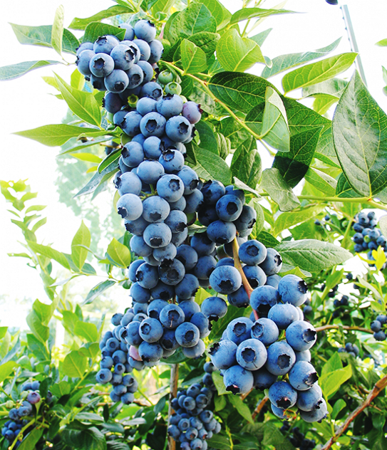 Duke Blueberry For Sale | The Tree Center