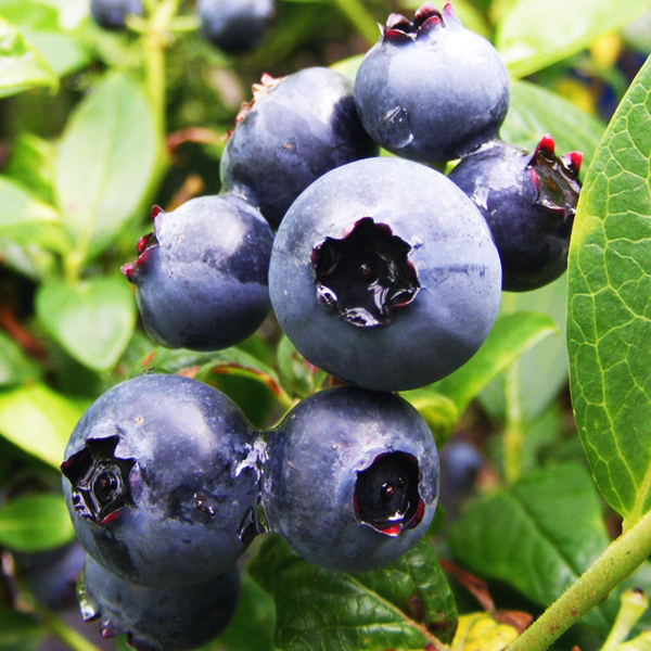 Duke Blueberry For Sale | The Tree Center