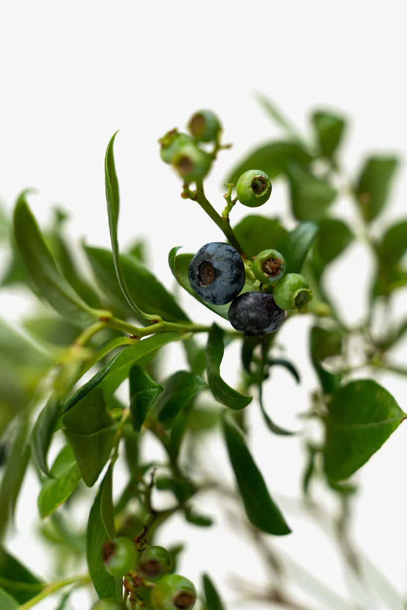 Duke Blueberry For Sale | The Tree Center