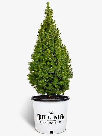 Blue Diamond Spruce Trees For Sale Online | The Tree Center