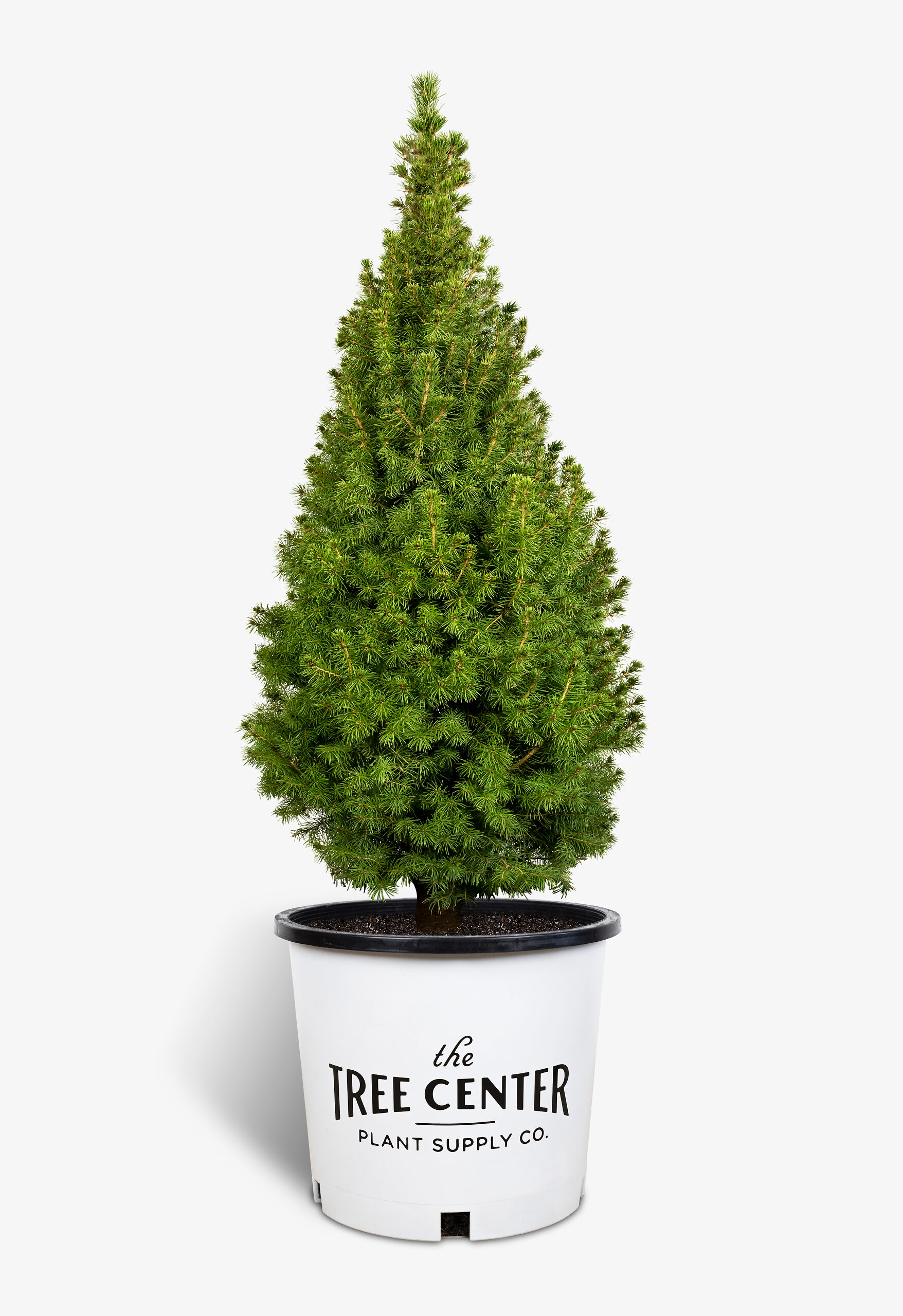 Reviews & Ratings For thetreecenter.com | Shopper Approved