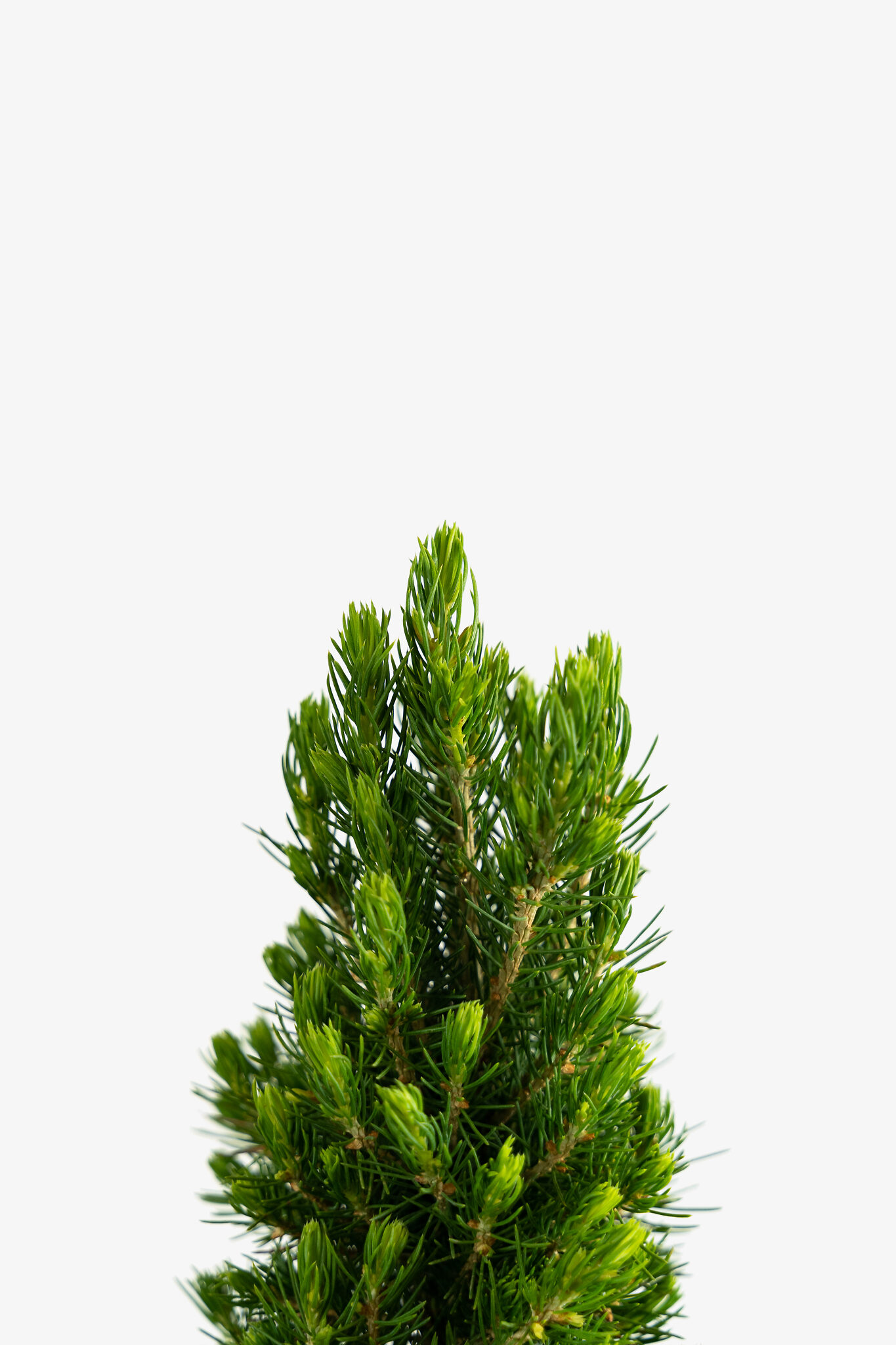 Dwarf Alberta Spruce For Sale Online | The Tree Center