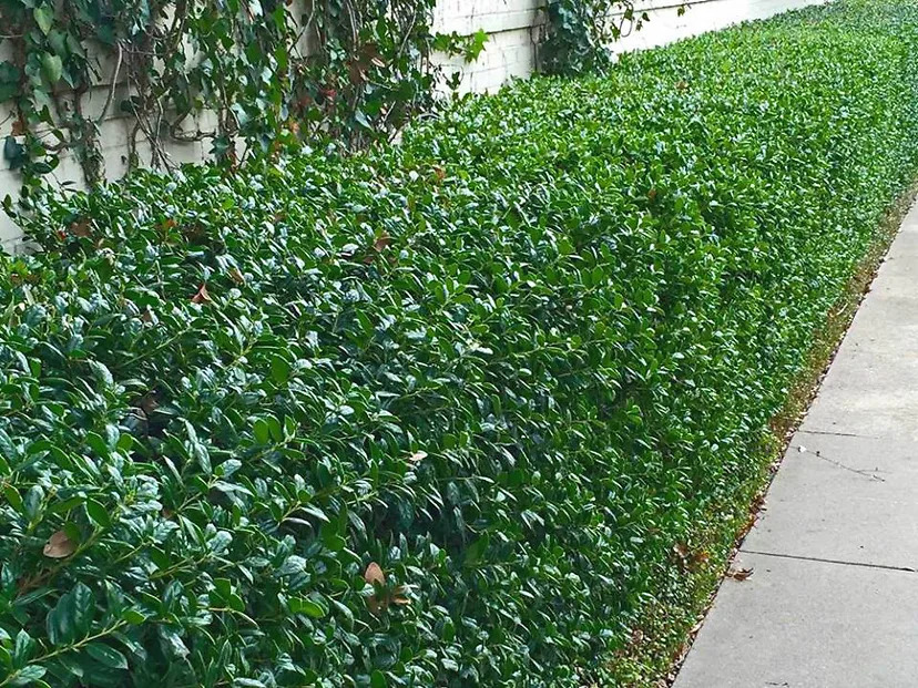 Dwarf Burford Holly Bushes For Sale | The Tree Center