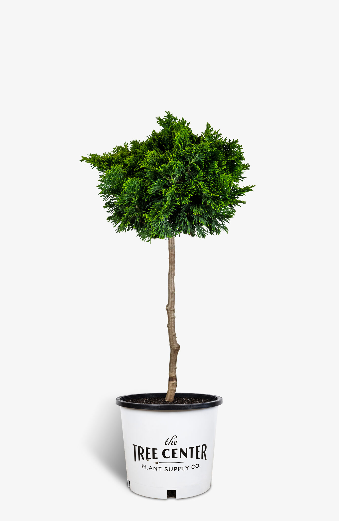 Dwarf Golden Hinoki Cypress - Tree Form For Sale | The Tree Center