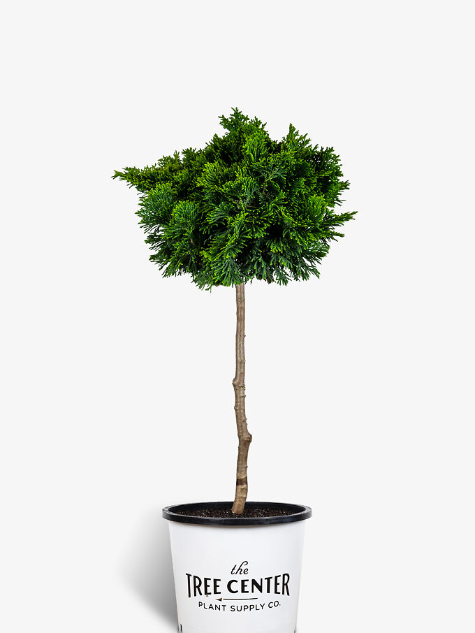 Buy Cypress Trees Online | The Tree Center