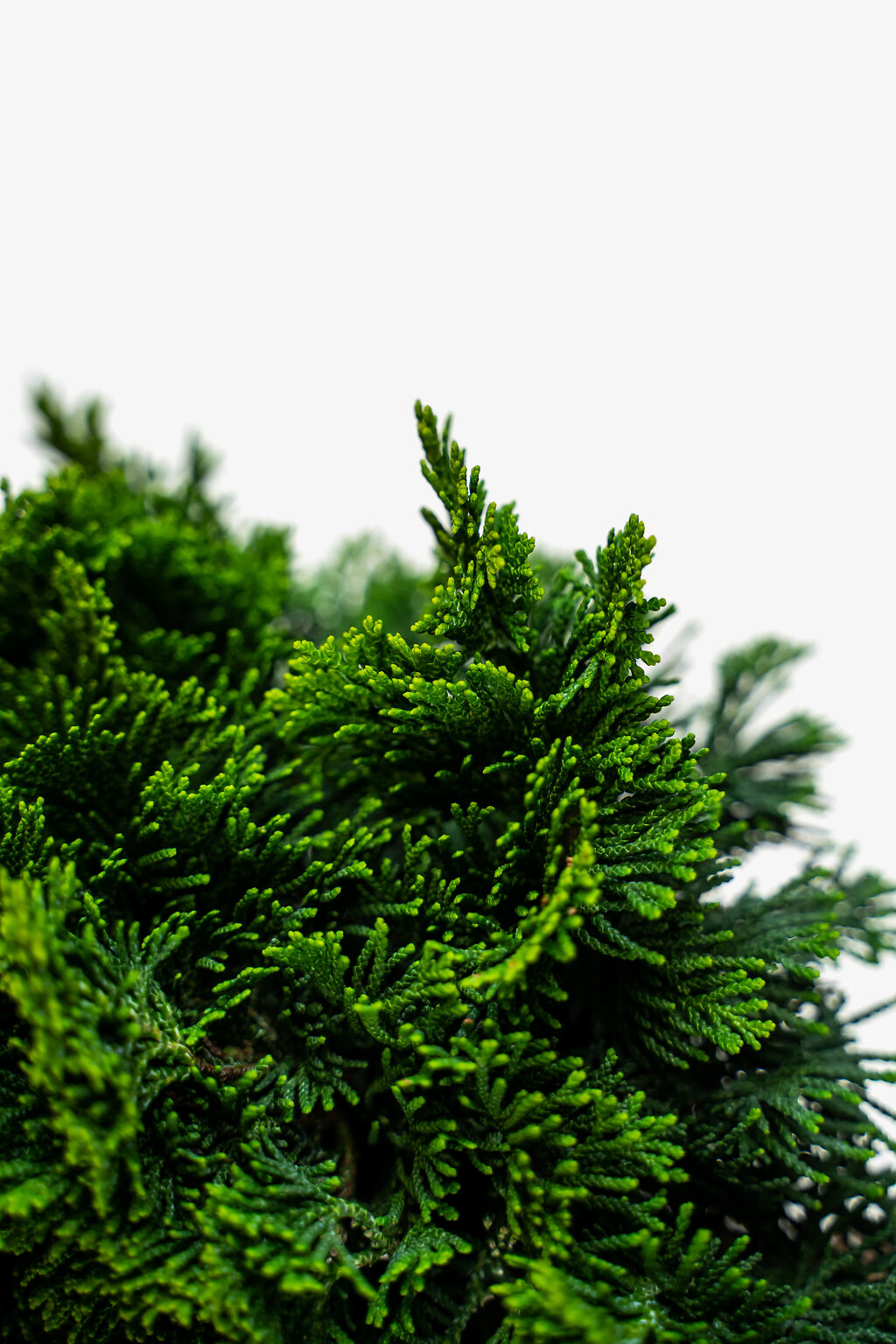 Dwarf Golden Hinoki Cypress - Tree Form For Sale | The Tree Center