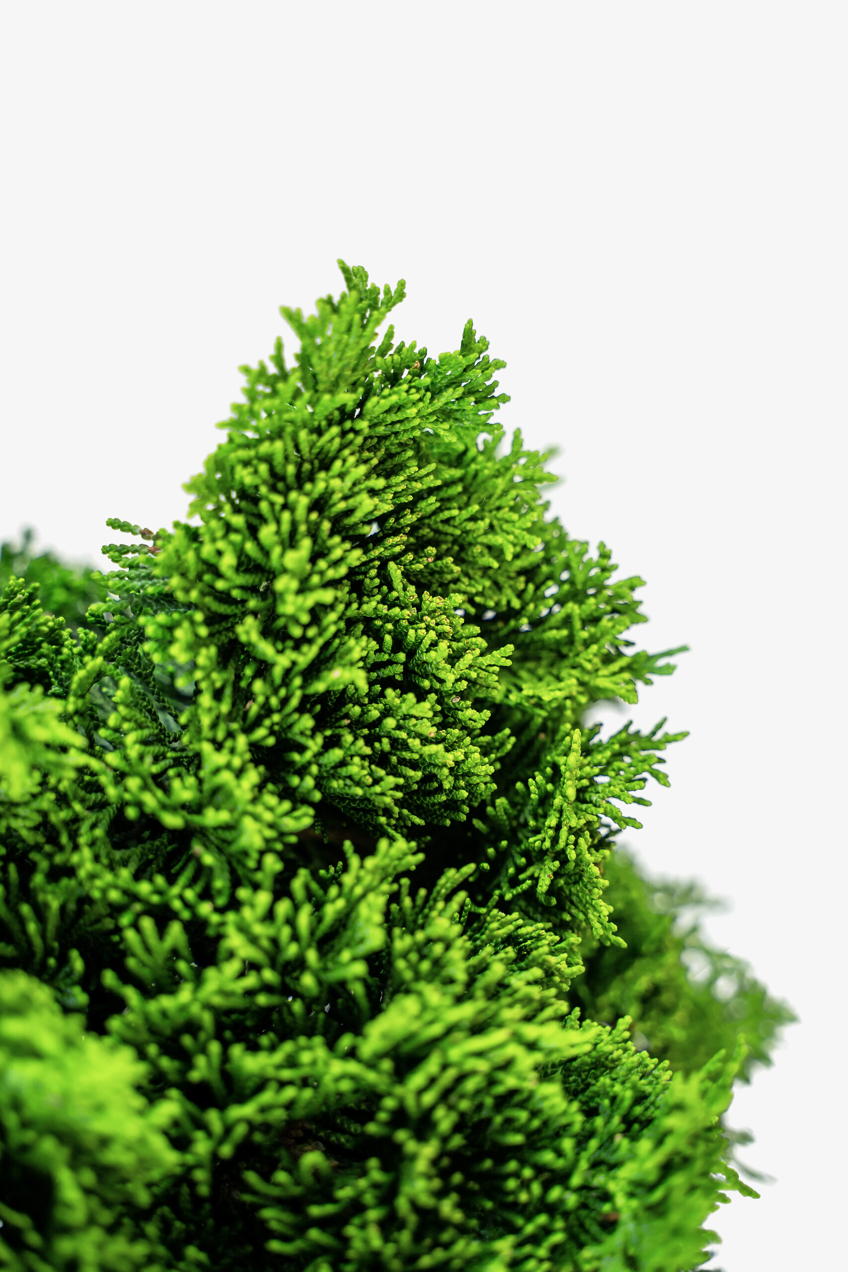 Dwarf Golden Hinoki Cypress - Tree Form For Sale | The Tree Center