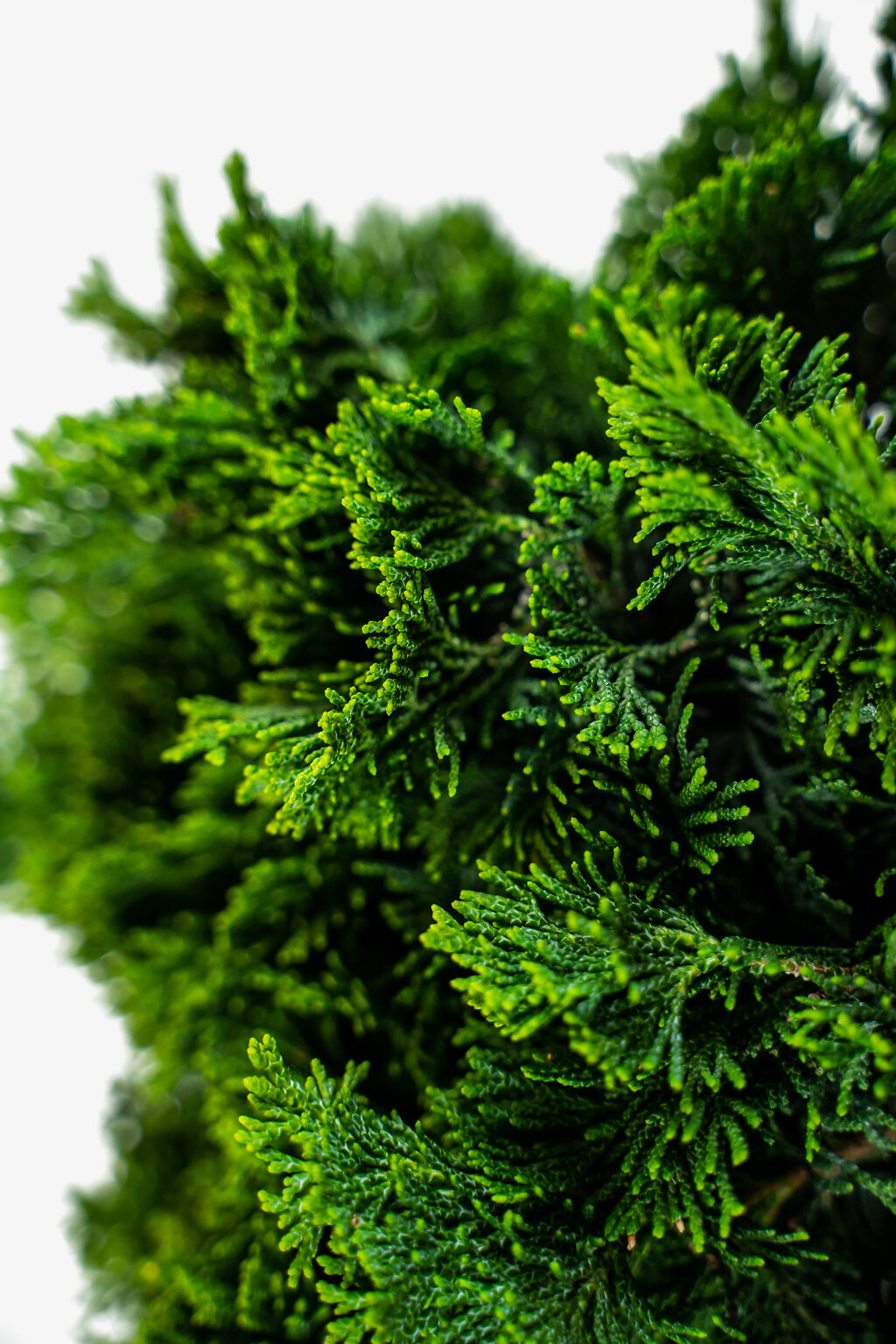 Dwarf Golden Hinoki Cypress - Tree Form For Sale | The Tree Center