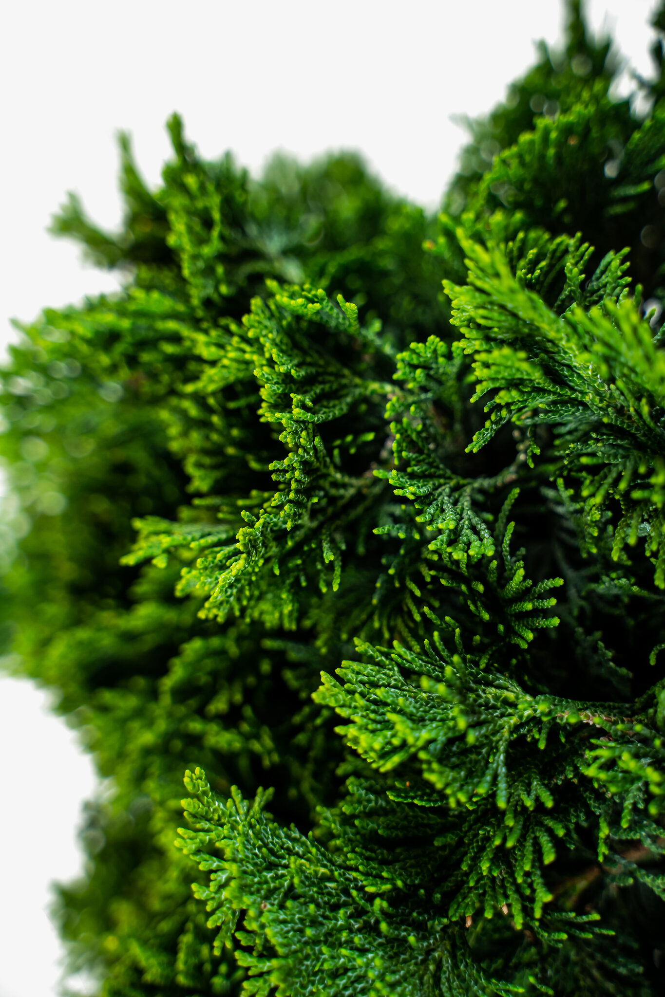 Dwarf Golden Hinoki Cypress - Tree Form For Sale | The Tree Center