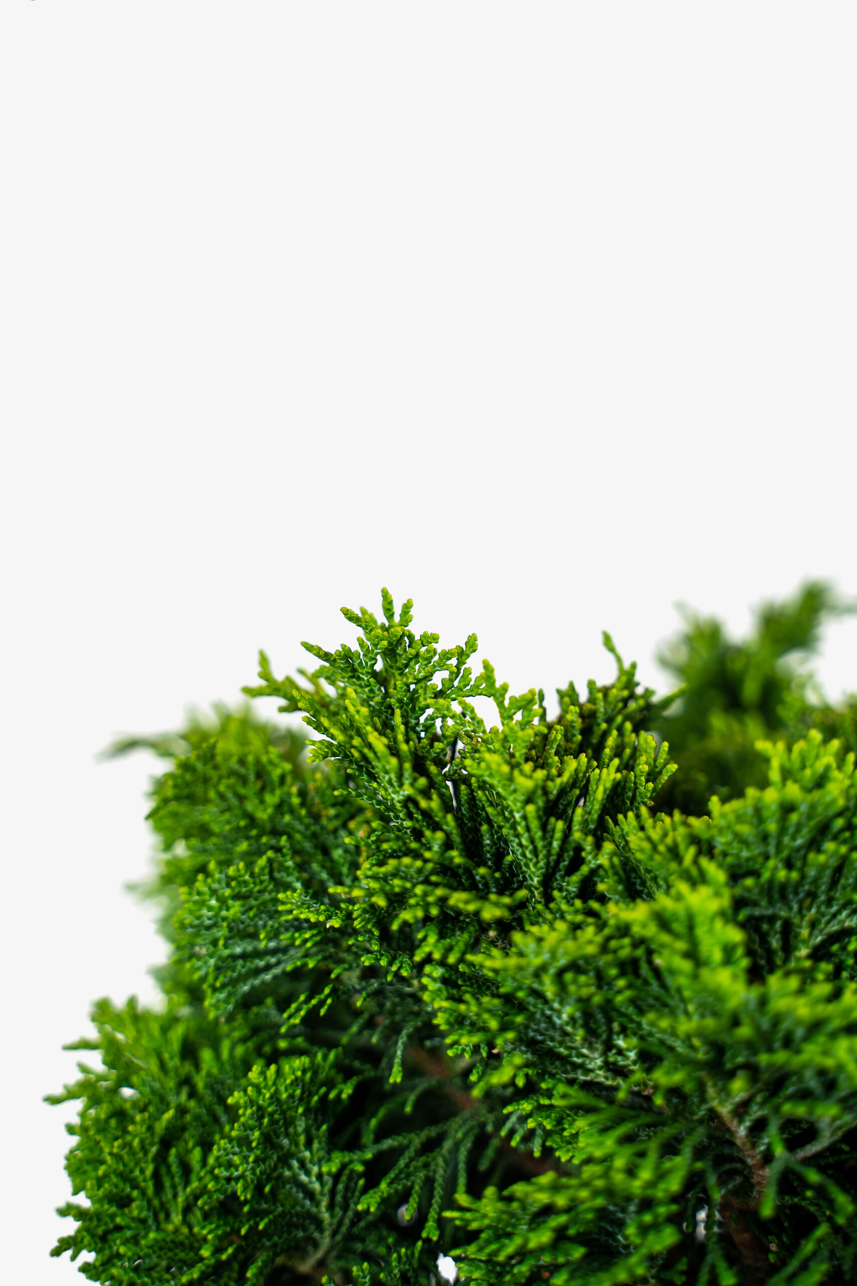 Dwarf Golden Hinoki Cypress - Tree Form For Sale | The Tree Center