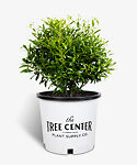 Compact Inkberry Holly For Sale Online | The Tree Center