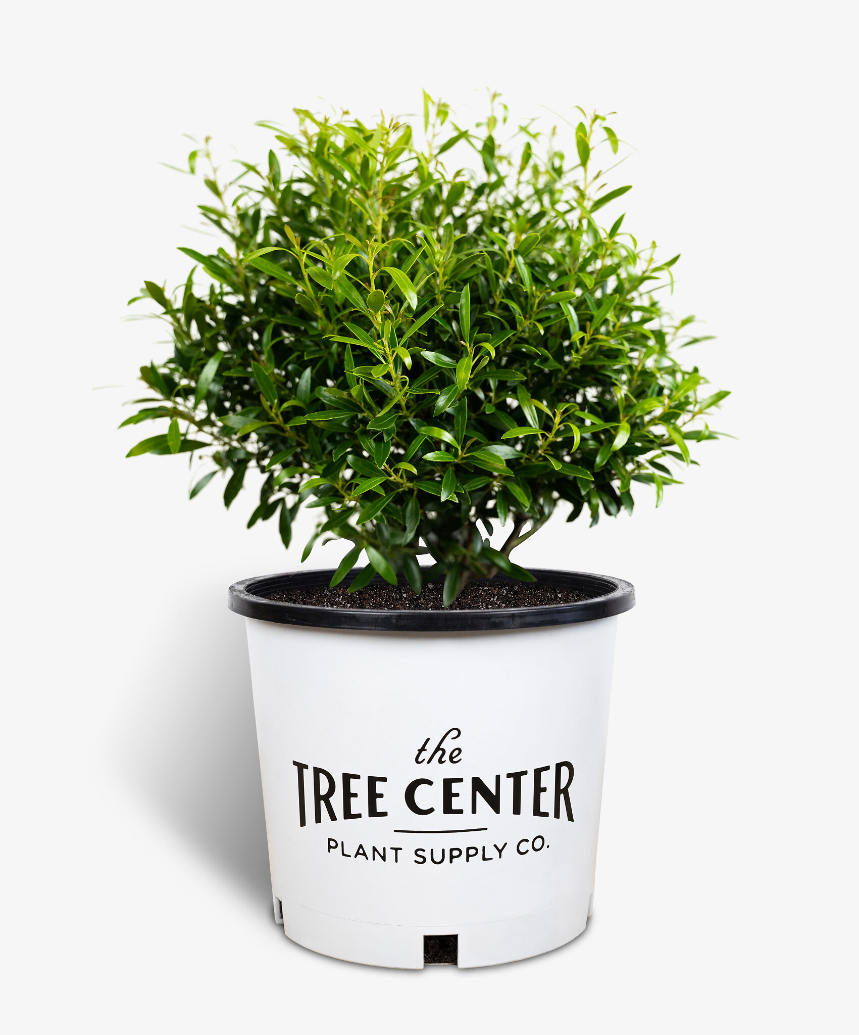 Compact Inkberry Holly For Sale Online | The Tree Center