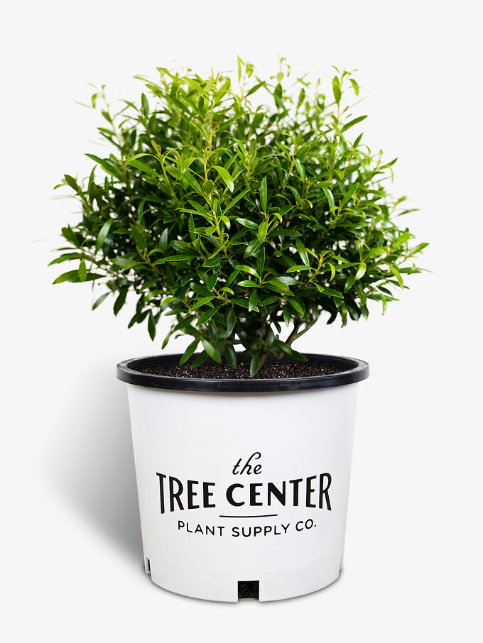 Buy Holly Trees | Holly Bushes & Trees For Sale | The Tree Center