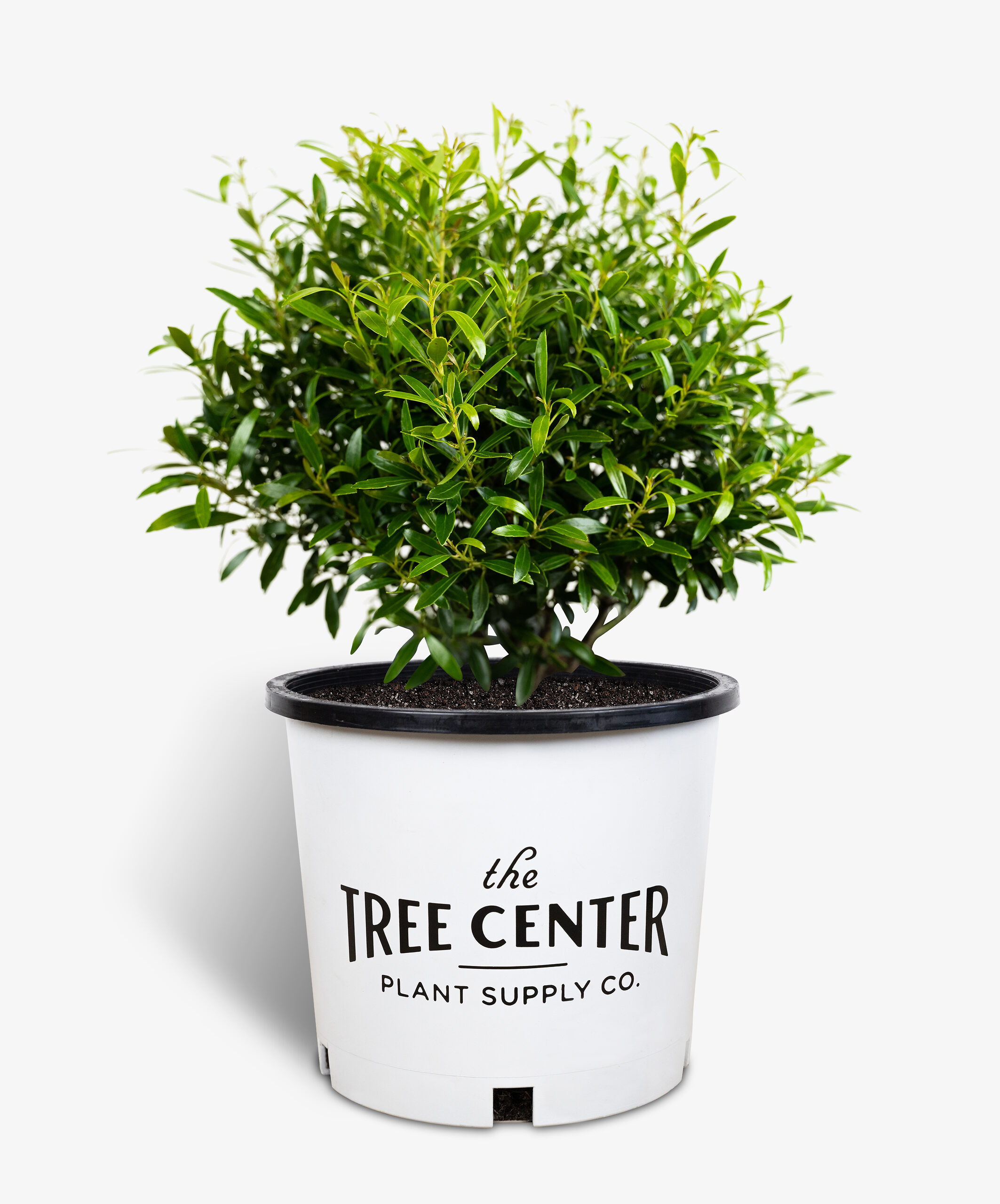 Compact Inkberry Holly For Sale Online | The Tree Center