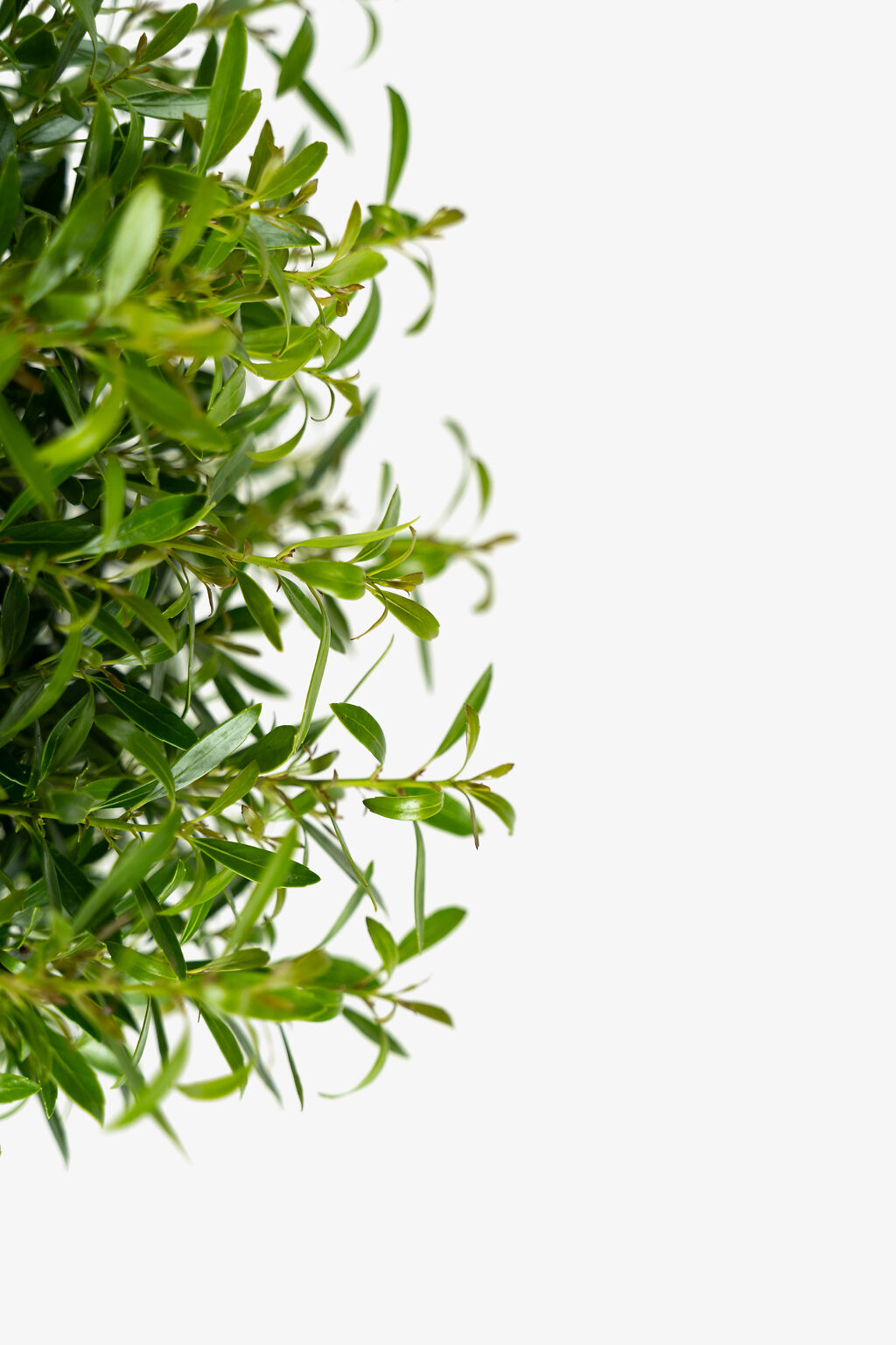 Compact Inkberry Holly For Sale Online | The Tree Center