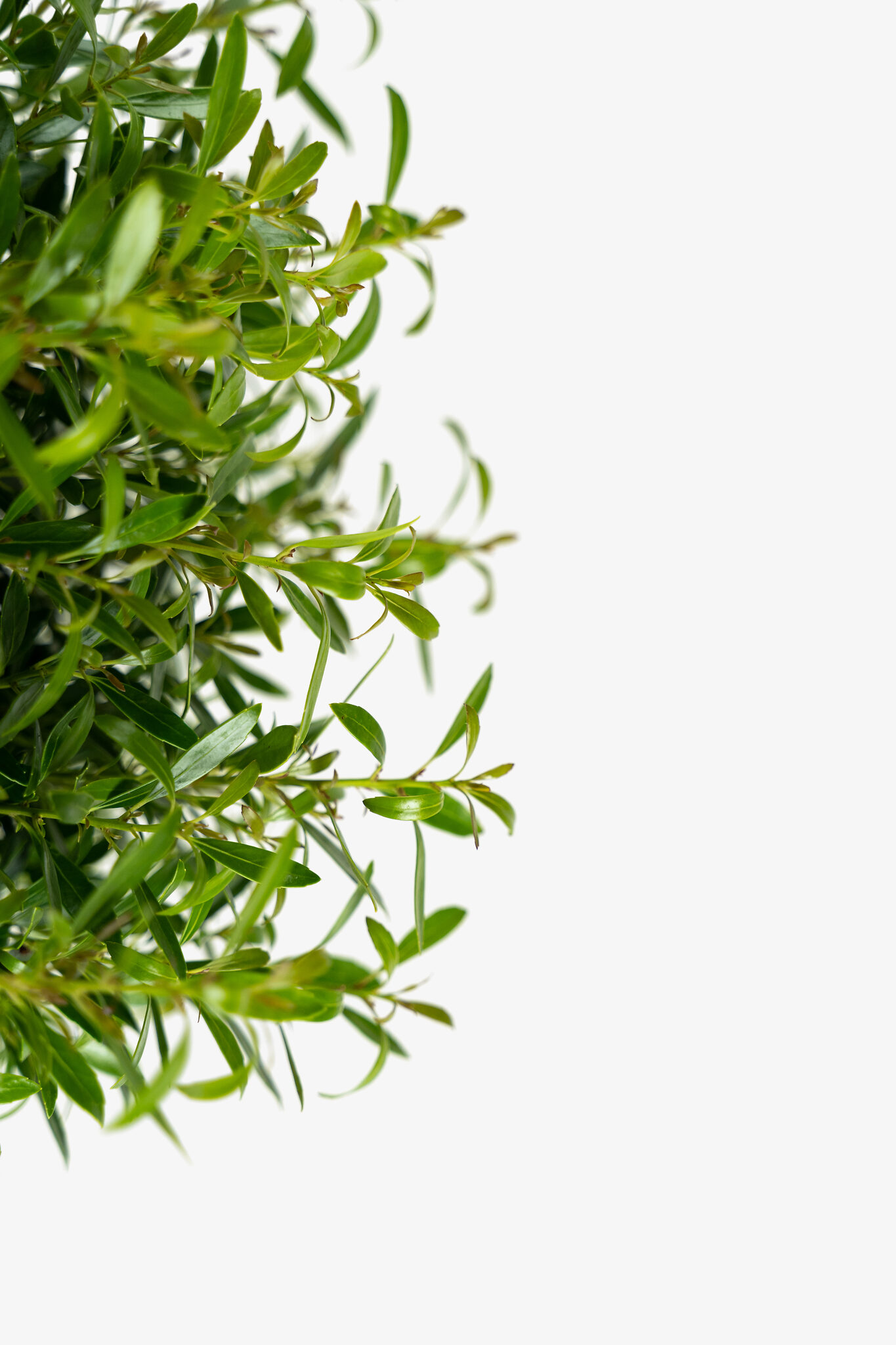 Compact Inkberry Holly For Sale Online | The Tree Center