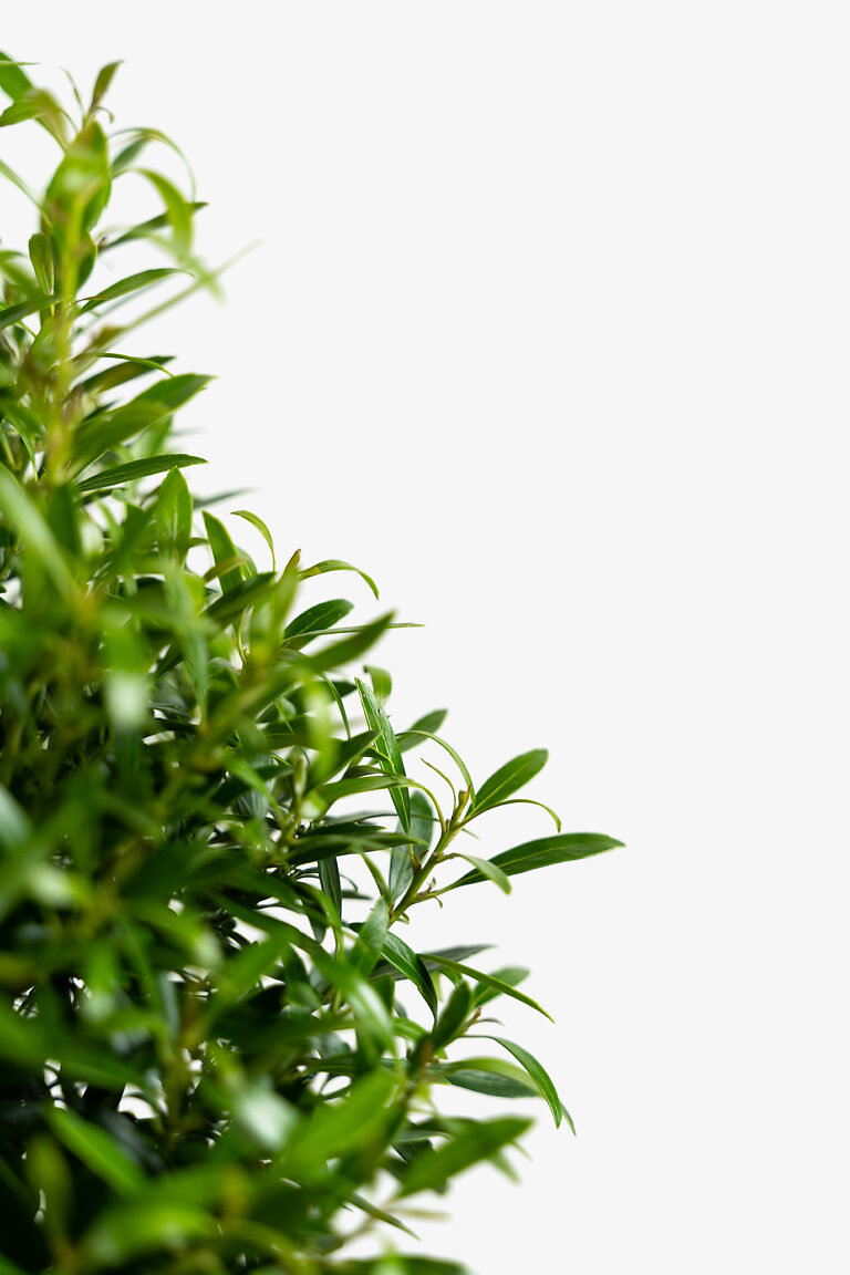 Compact Inkberry Holly For Sale Online | The Tree Center