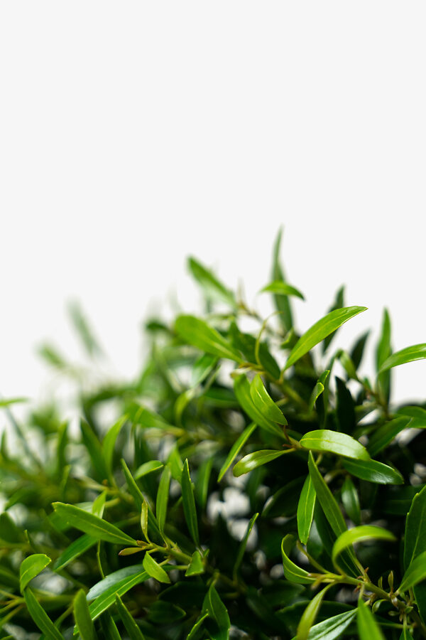 Compact Inkberry Holly For Sale Online | The Tree Center