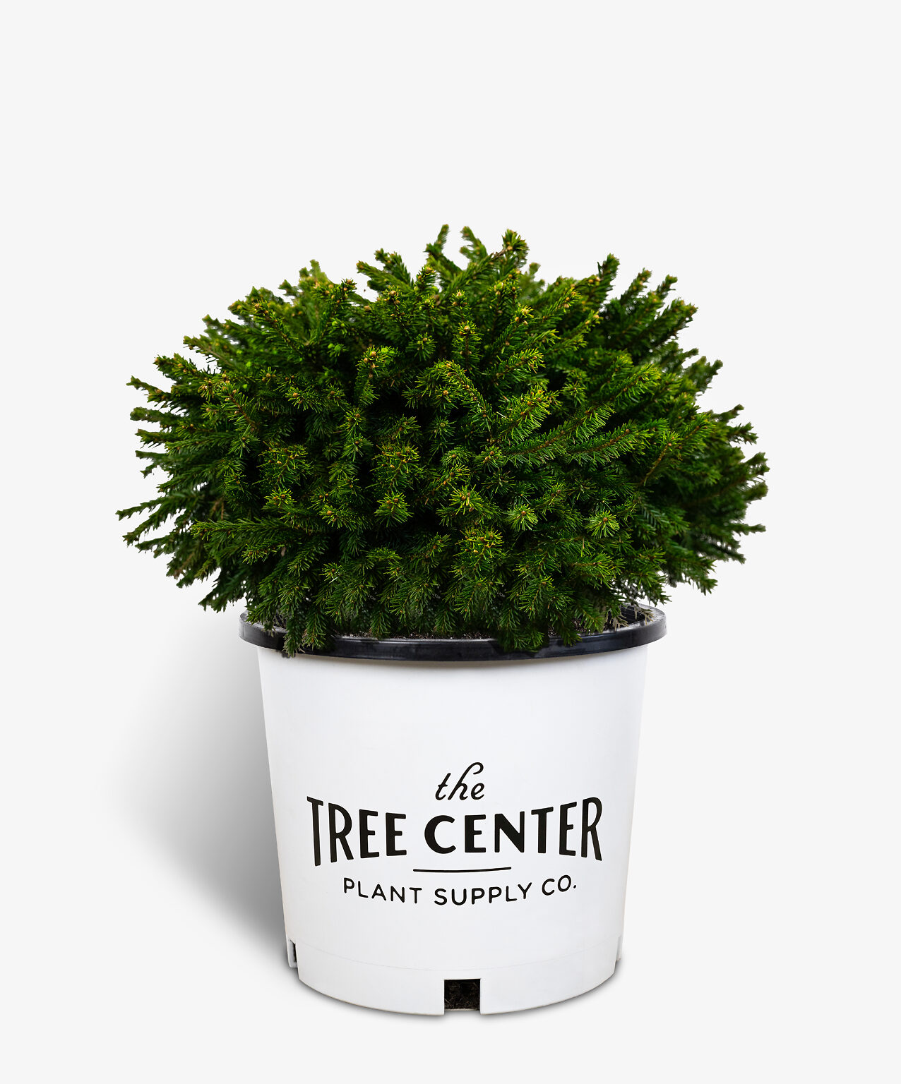 Dwarf Norway Spruce Trees For Sale Online | The Tree Center