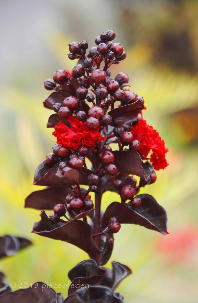 Red Hot Black Diamond Crape Myrtles For Sale | The Tree Center