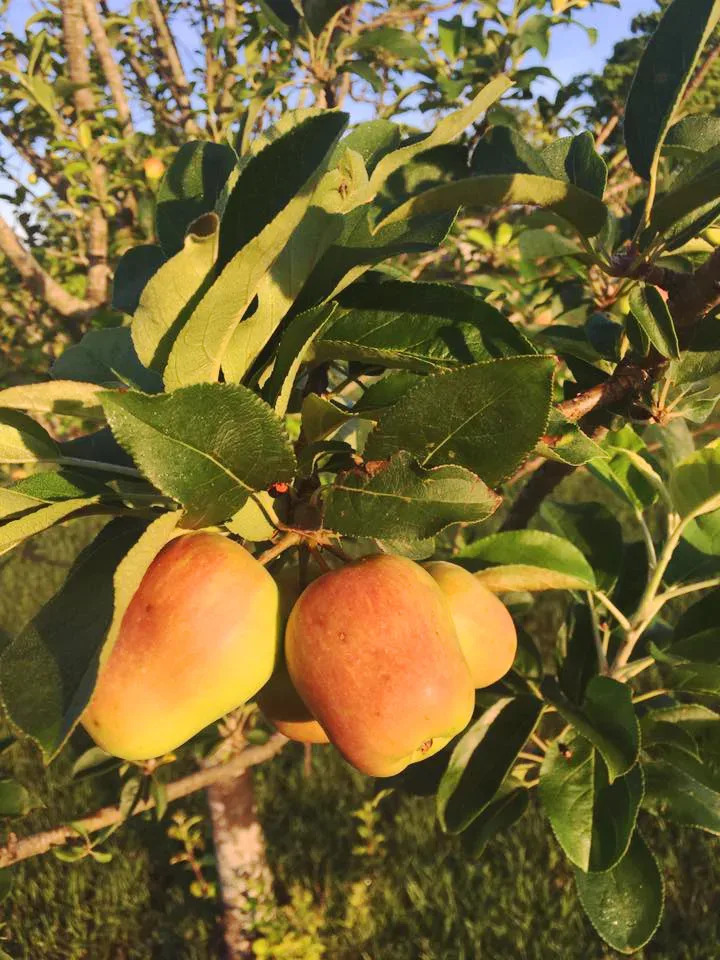 Buy Ein Shemer Apple Trees Online | The Tree Center