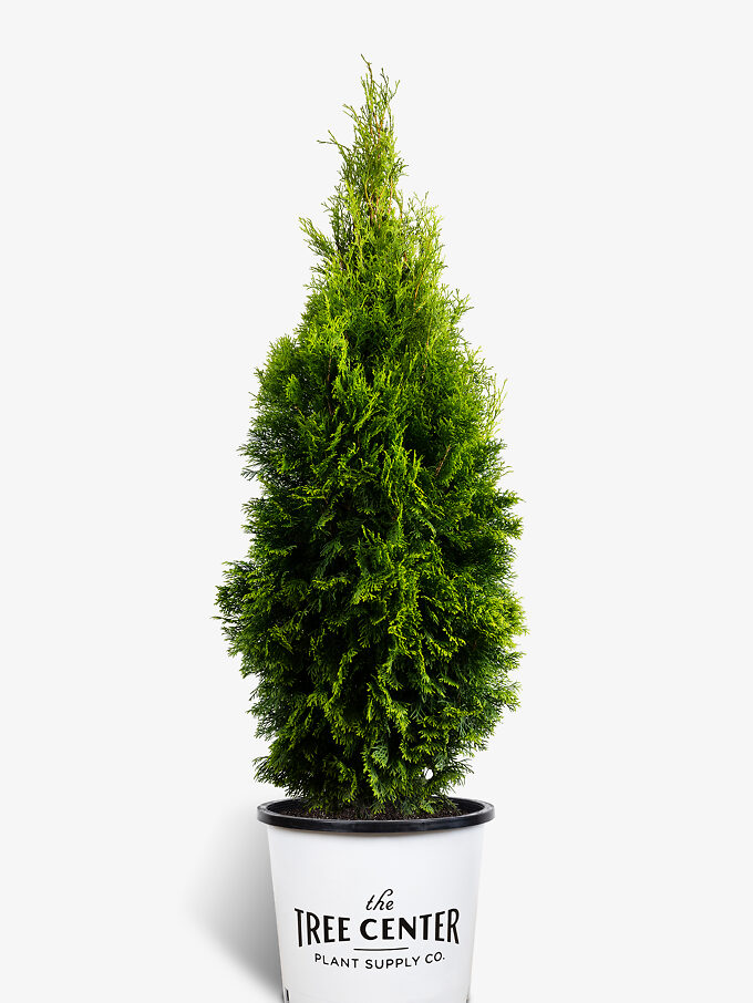 Techny Arborvitae Trees For Sale Online | The Tree Center