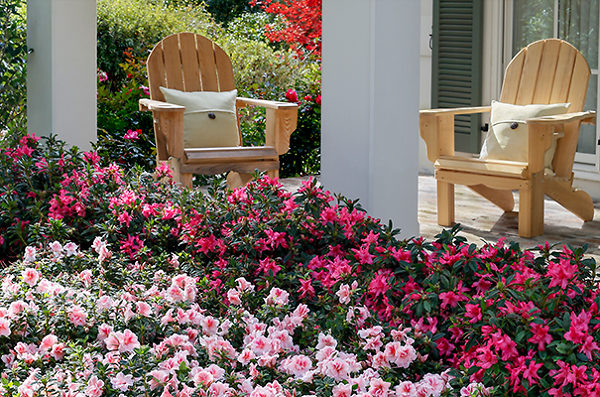 Choosing Rebloom or Encore Azaleas | Guide to Growing Rebloom or Encore ...