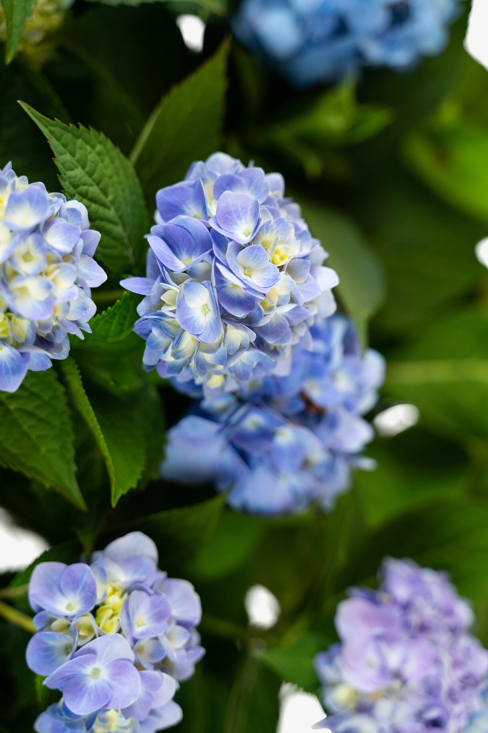 Endless Summer Hydrangea For Sale Online | The Tree Center
