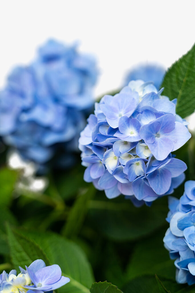 Endless Summer Hydrangea For Sale Online | The Tree Center