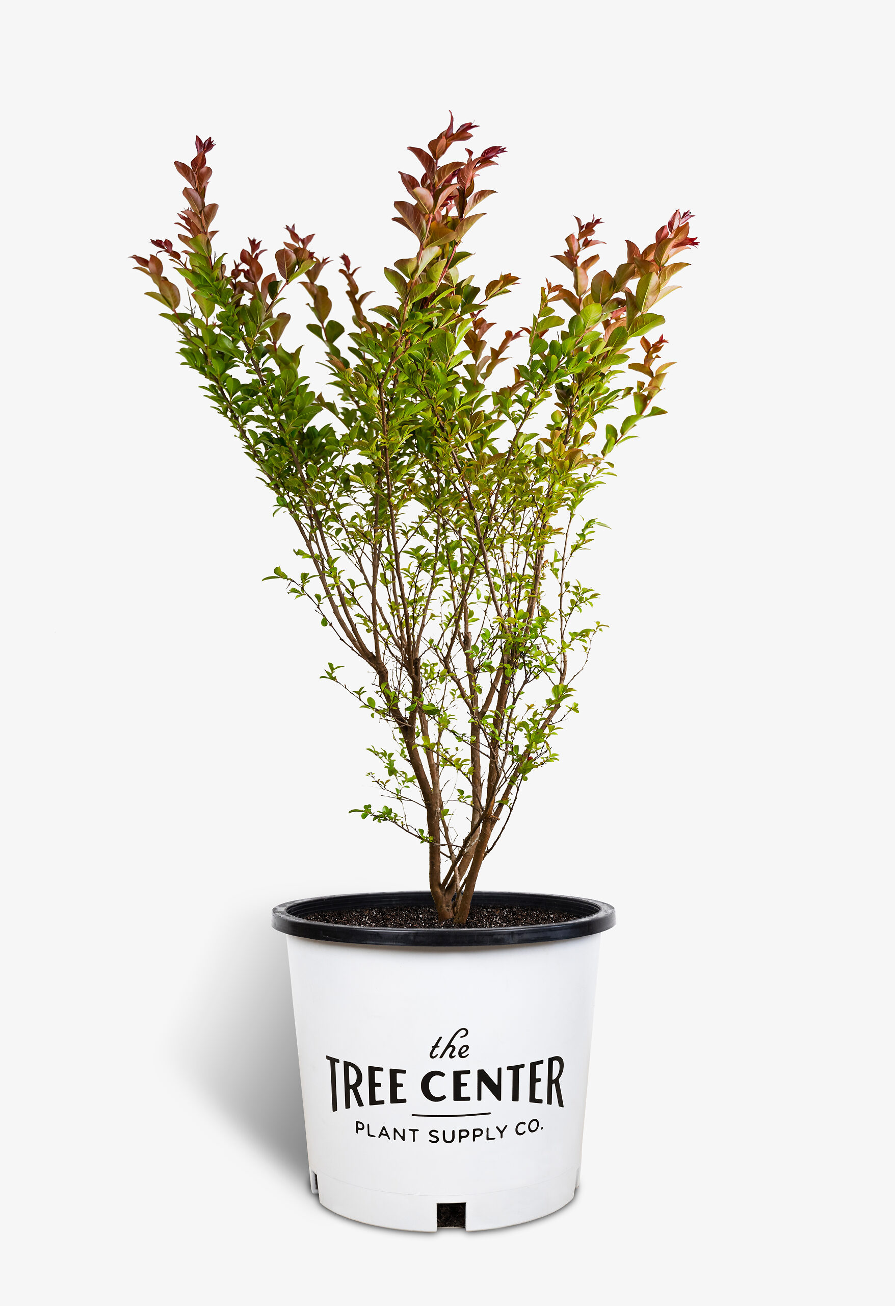 Buy Enduring Summer Red Crape Myrtle Trees Online | The Tree Center