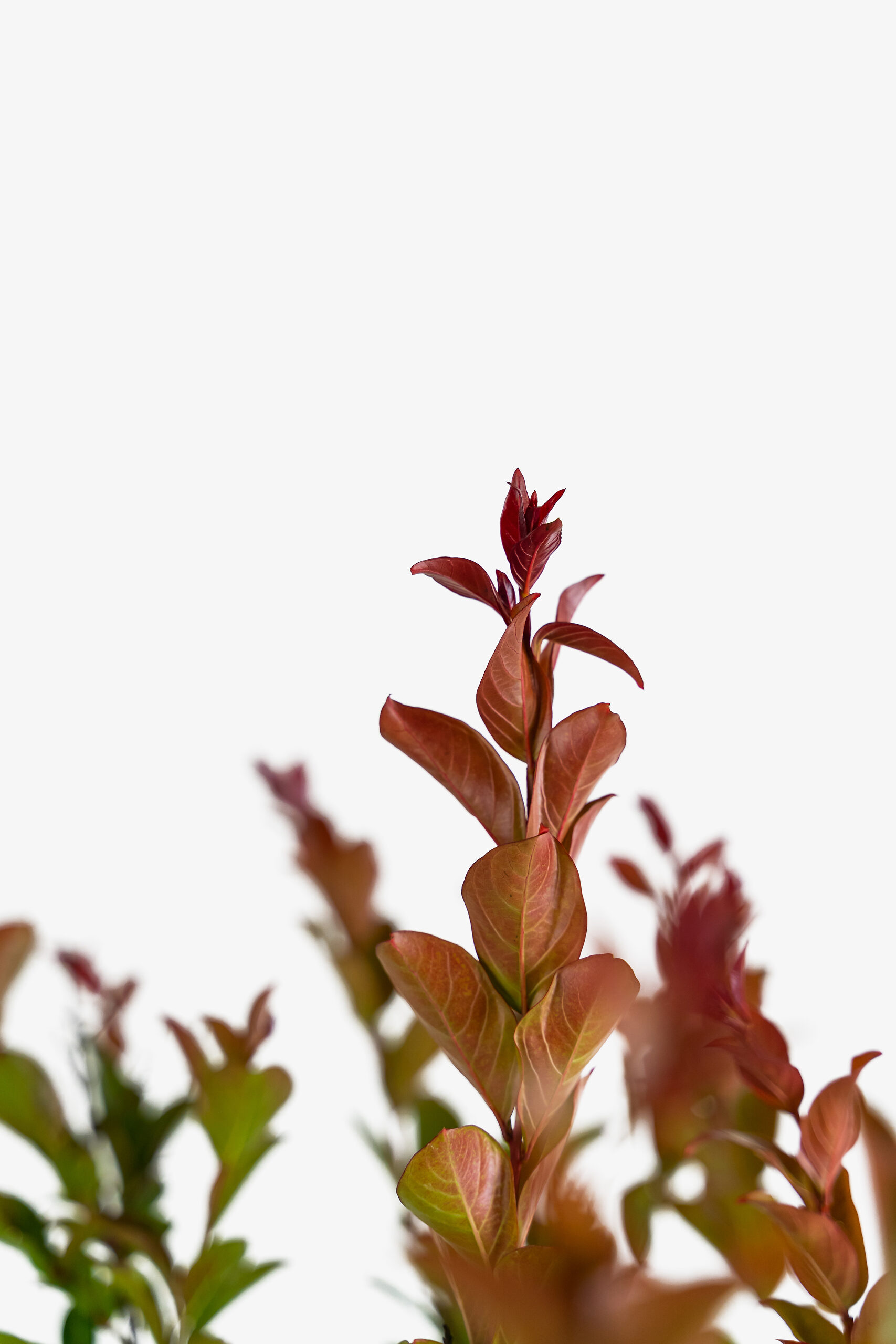 Buy Enduring Summer Red Crape Myrtle Trees Online | The Tree Center