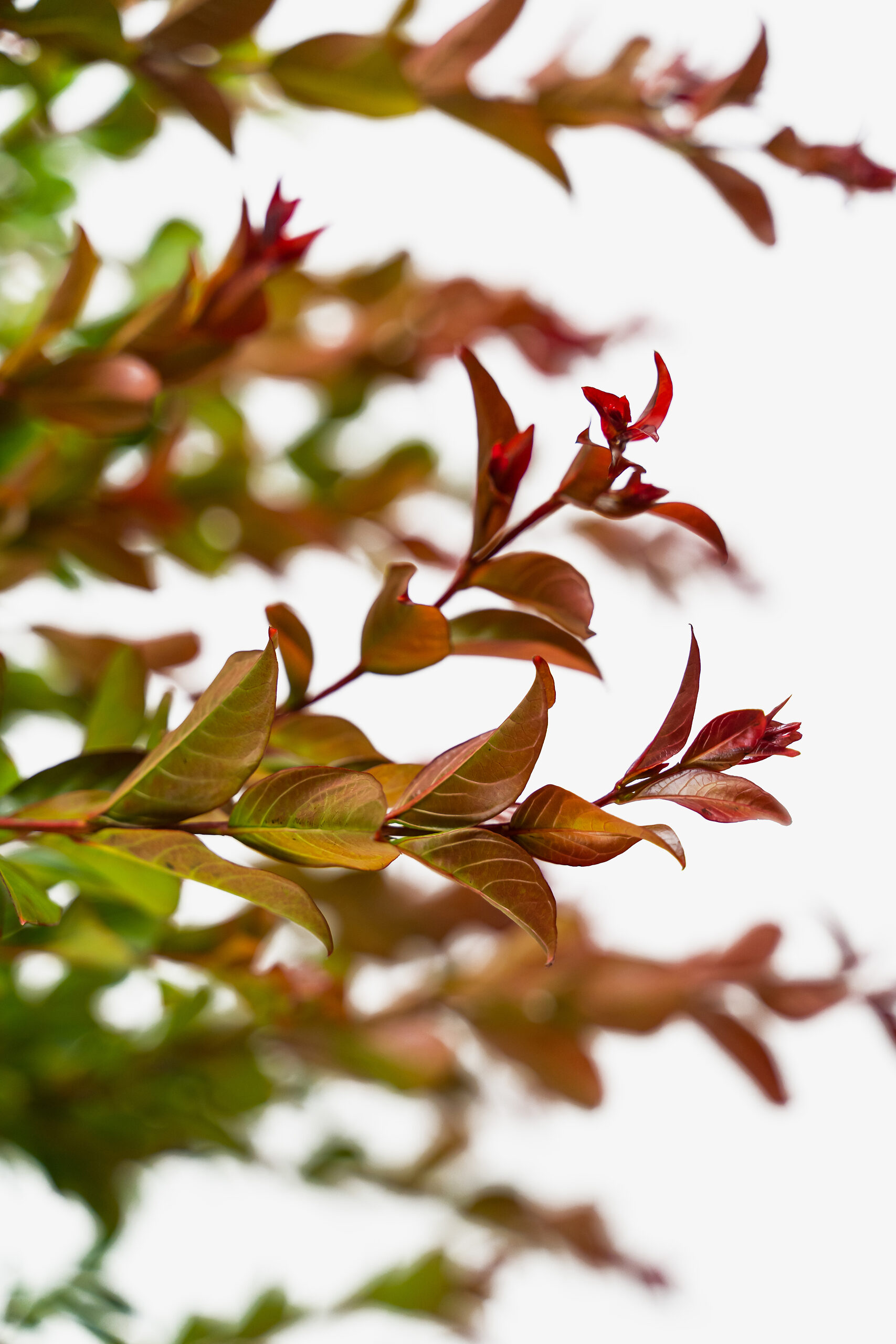 Buy Enduring Summer Red Crape Myrtle Trees Online | The Tree Center