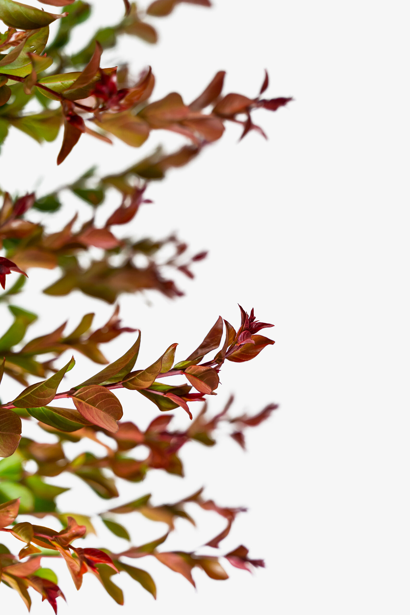 Buy Enduring Summer Red Crape Myrtle Trees Online | The Tree Center