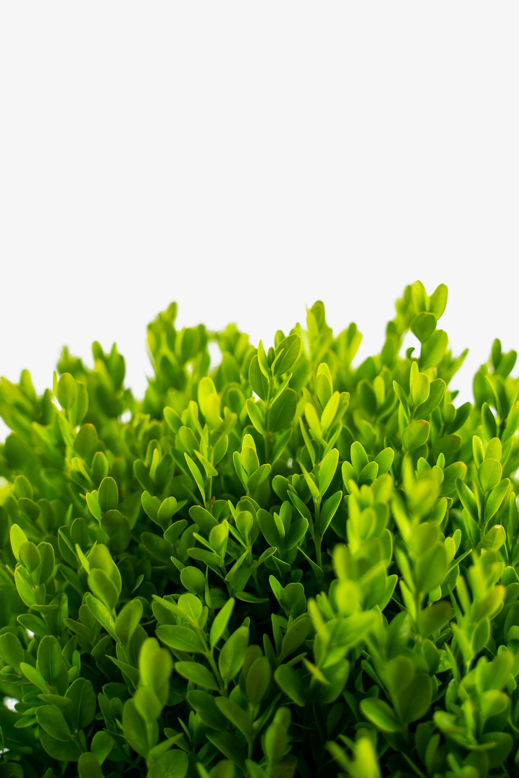 Dwarf English Boxwood For Sale Online | The Tree Center