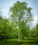 European White Birch Trees For Sale | The Tree Center