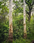 European White Birch Trees For Sale | The Tree Center