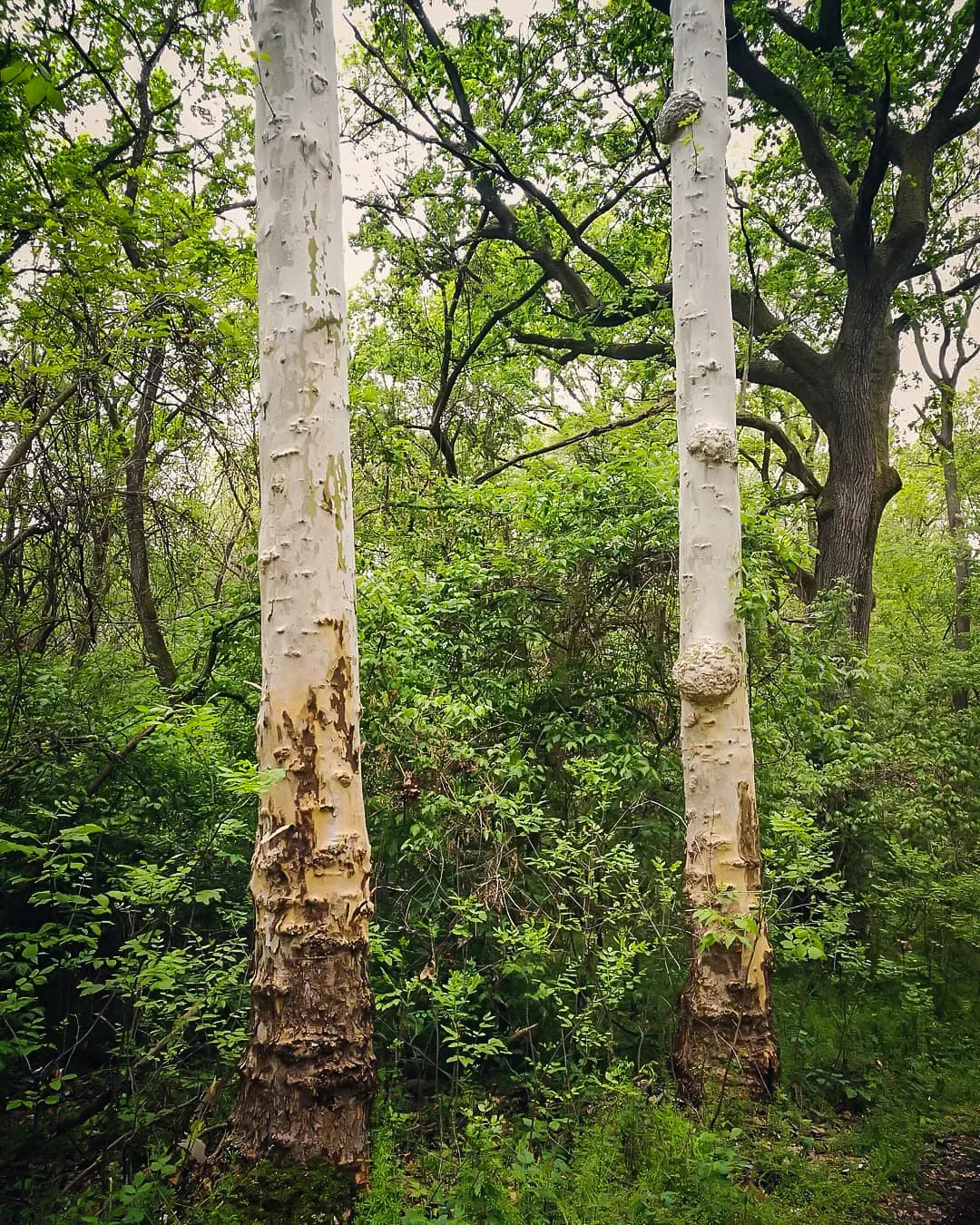 European White Birch Trees For Sale | The Tree Center