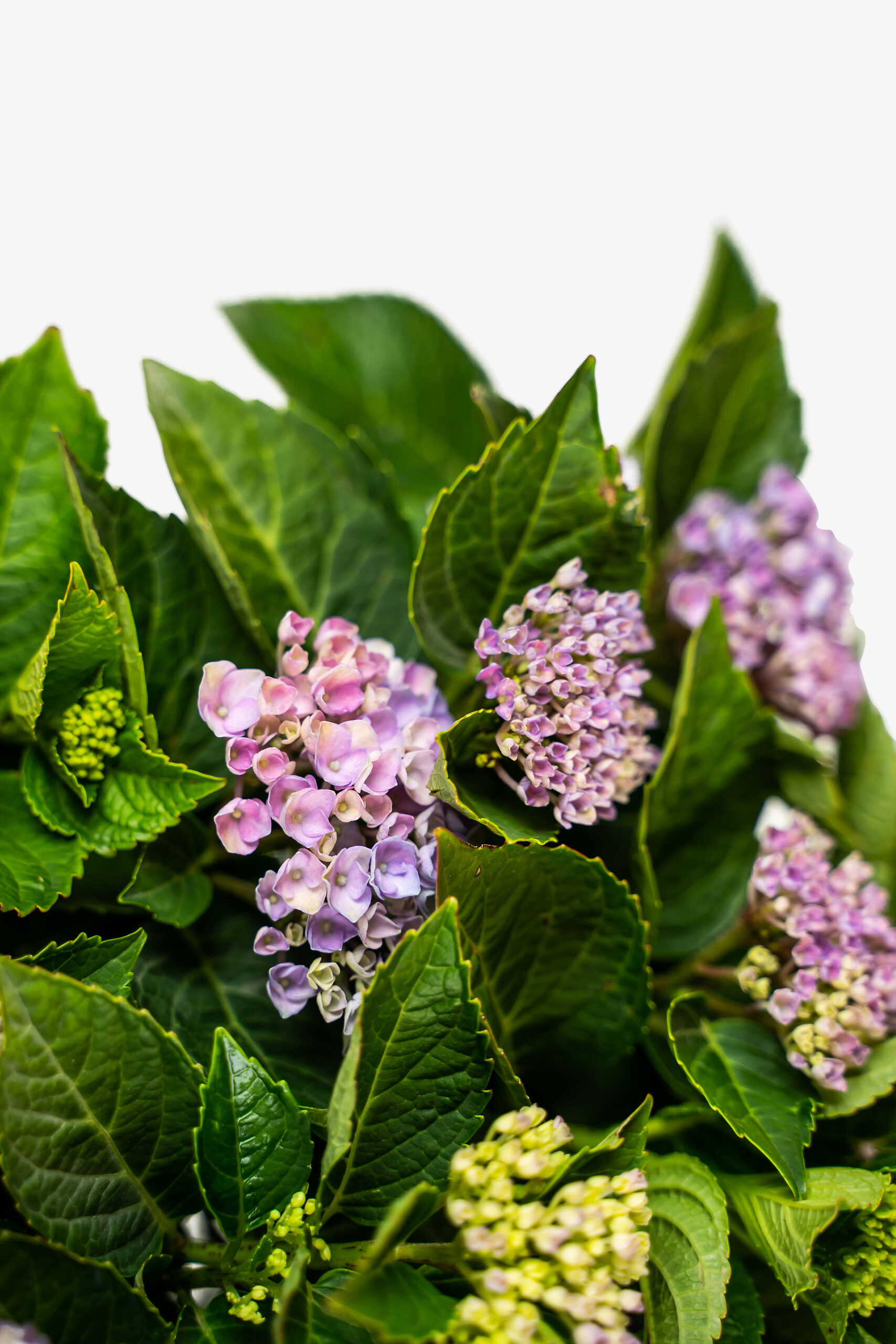 Everlasting Revolution Hydrangea Shrubs For Sale Online | The Tree Center