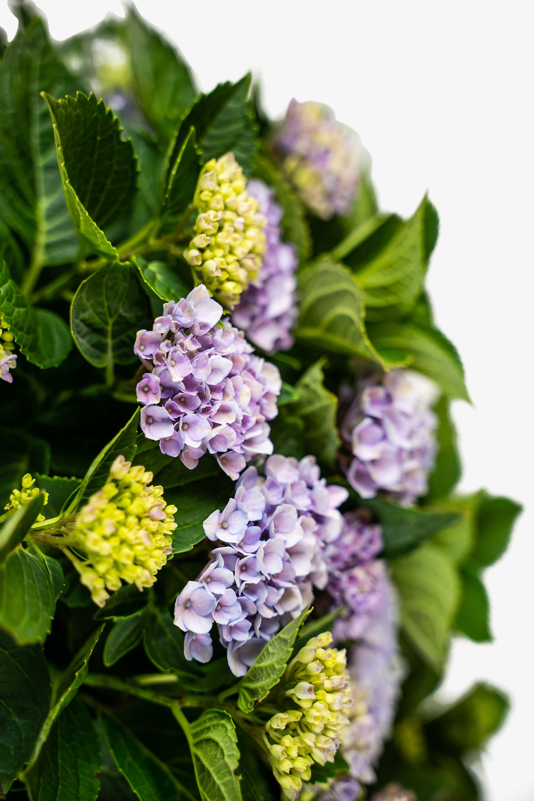 Everlasting Revolution Hydrangea Shrubs For Sale Online | The Tree Center