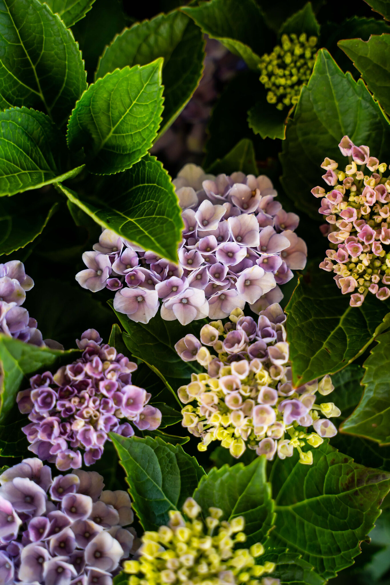 Everlasting Revolution Hydrangea Shrubs For Sale Online | The Tree Center